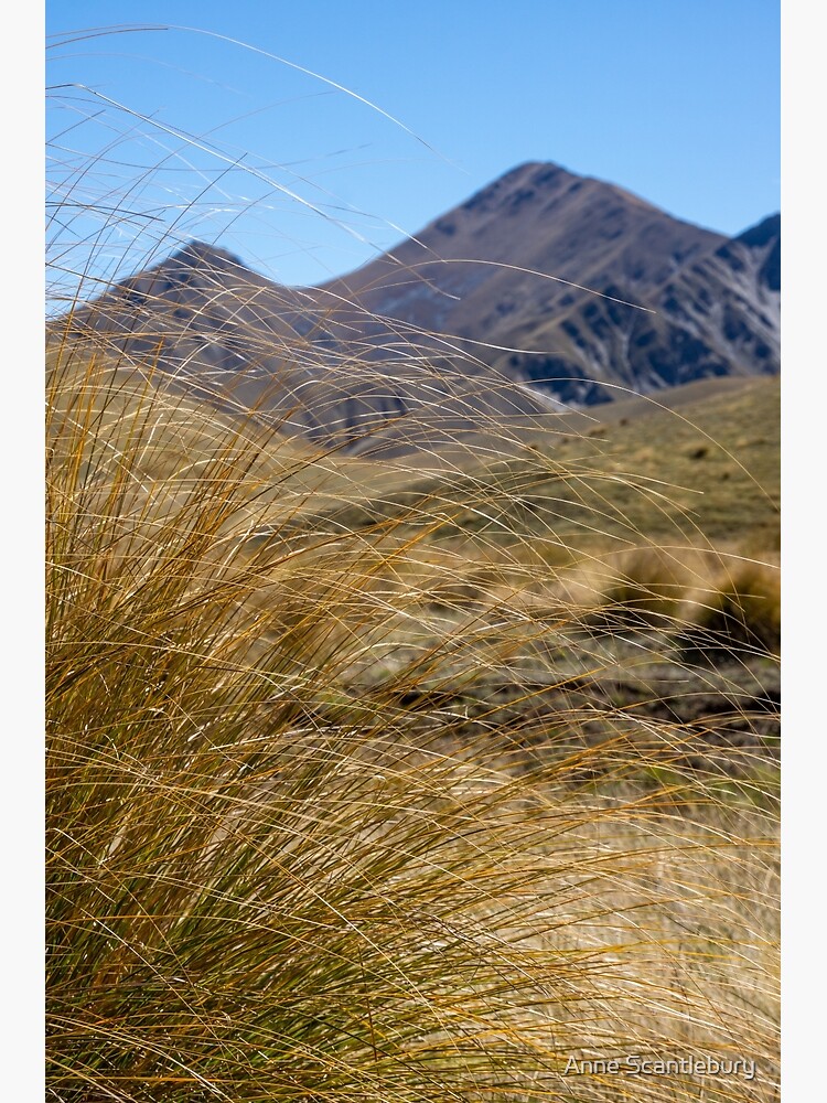 "Golden tussock." Poster by sma1050 | Redbubble