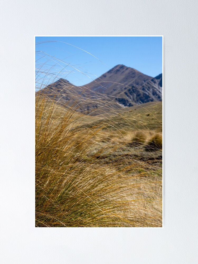 "Golden tussock." Poster by sma1050 | Redbubble