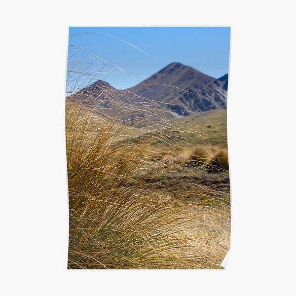 "Golden tussock." Poster by sma1050 | Redbubble
