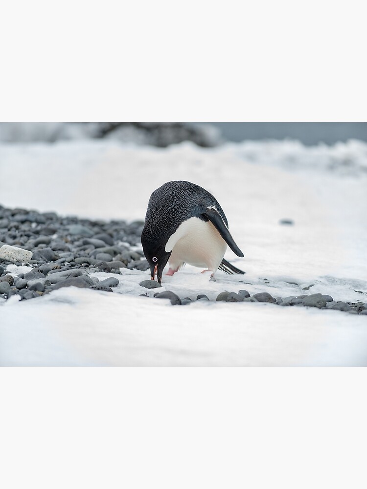 "Selecting the perfect pebble" Poster by mprior | Redbubble