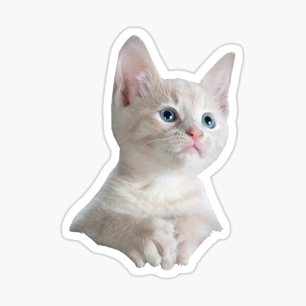 "White Cat Cute Sweet" Sticker for Sale by HappyDays- | Redbubble