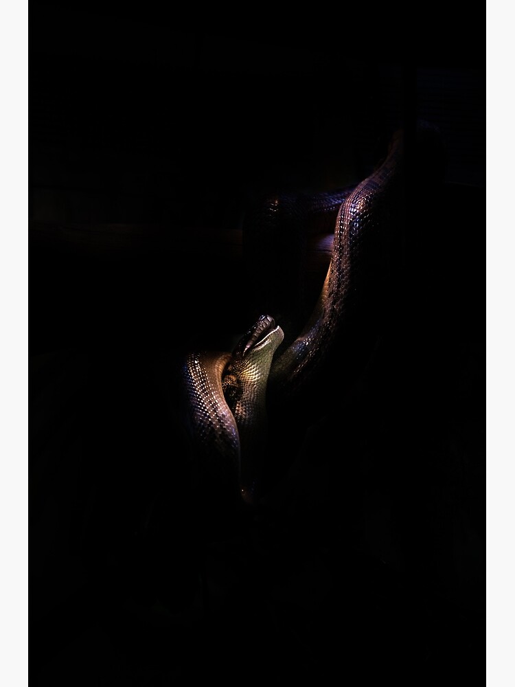"Snake Shadow in the Dark" Poster by beautifulcurve | Redbubble