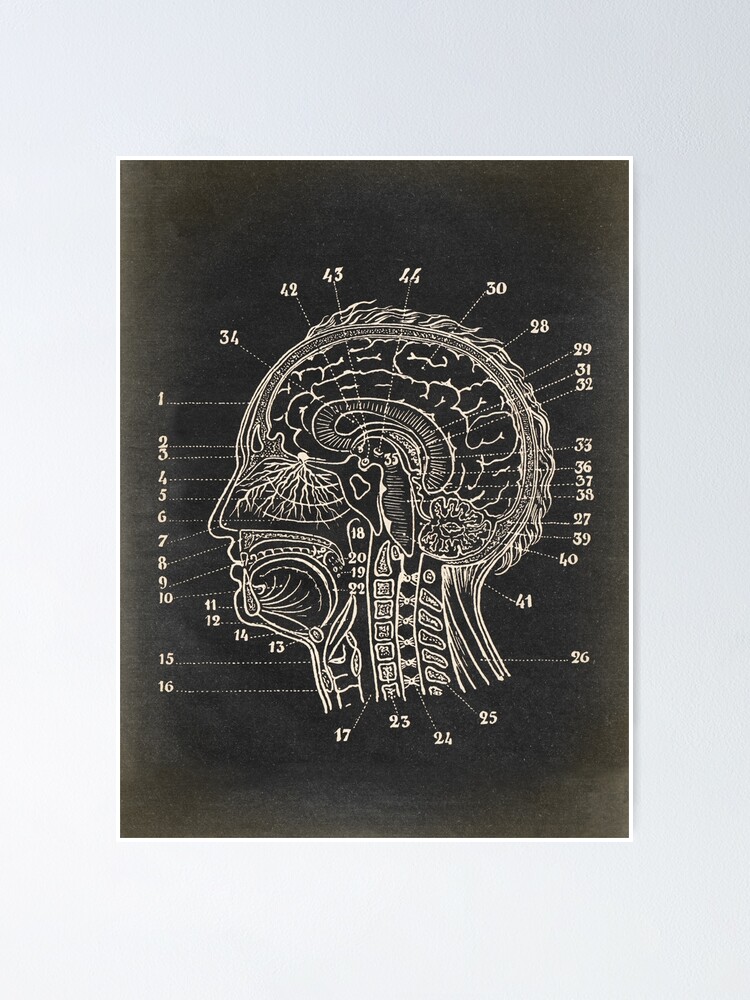 "Head Chart. Anatomy print" Poster for Sale by LeAllureVintage | Redbubble