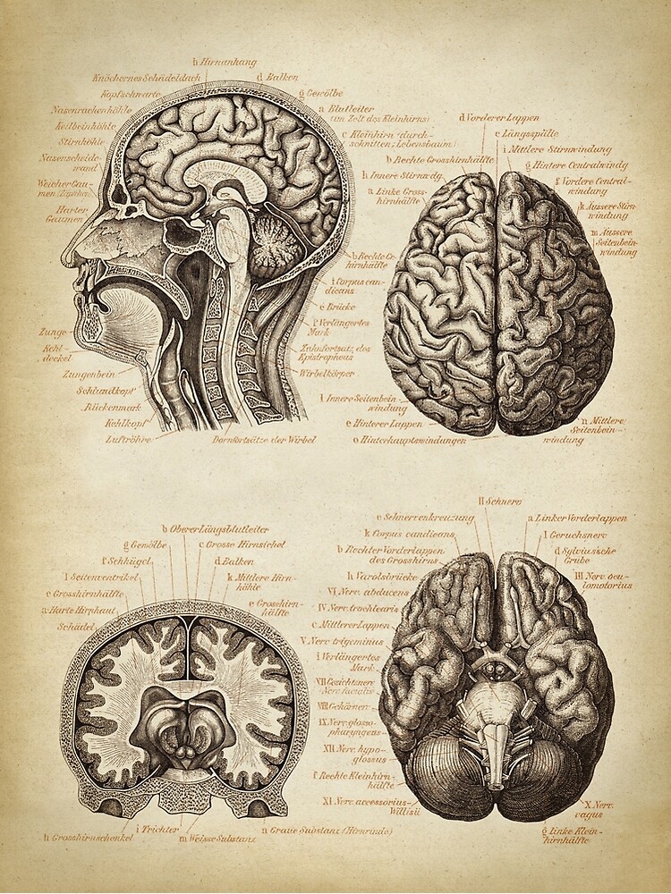 "Brain Section Chart Study. Text in german" Art Print by ...