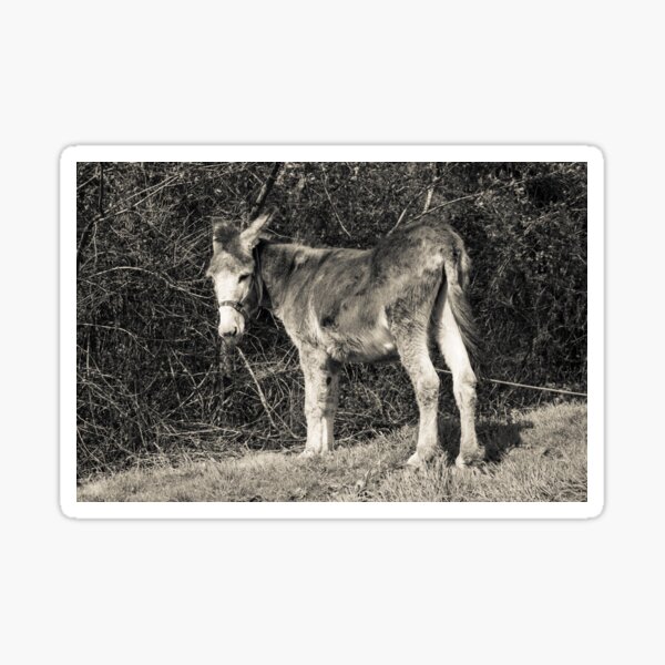 "Donkey" Sticker for Sale by unikatdesign | Redbubble