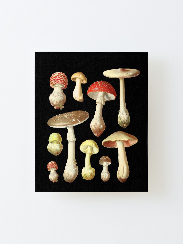 "Cottagecore Aesthetic Mushrooms - Cute Vintage Mycology - Grunge ...