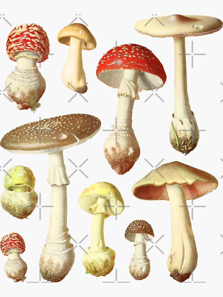 "Cottagecore Aesthetic Mushrooms - Cute Vintage Mycology - Grunge ...