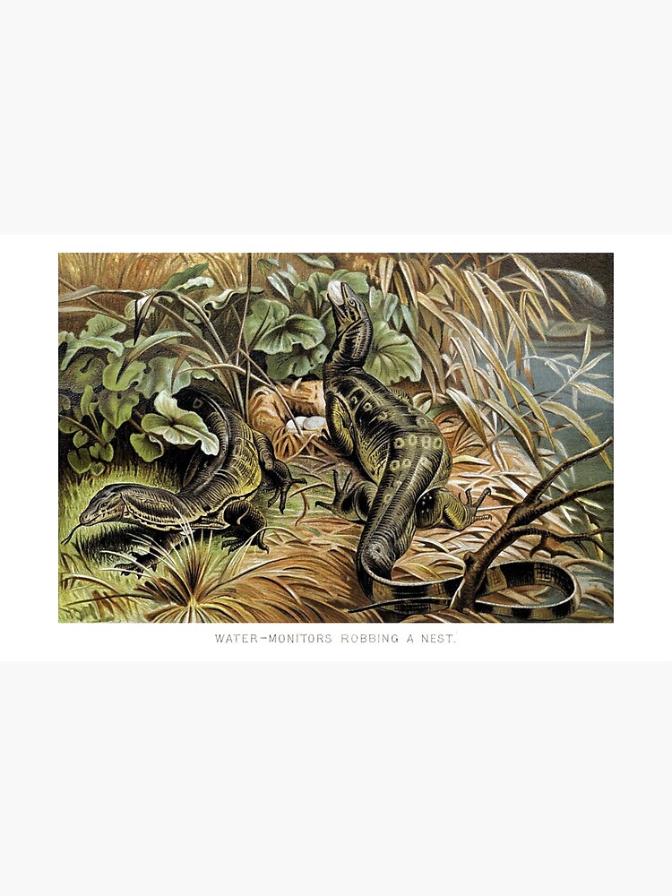"Water Monitors" Poster for Sale by redoARTstore | Redbubble