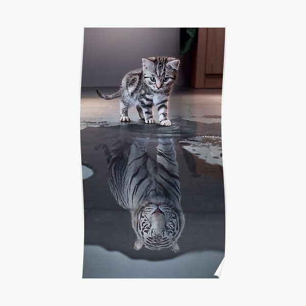 Cat Reflection Posters | Redbubble