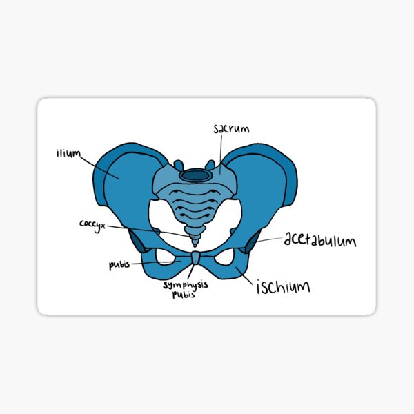 "Pelvis" Sticker for Sale by ChronicallyChey | Redbubble