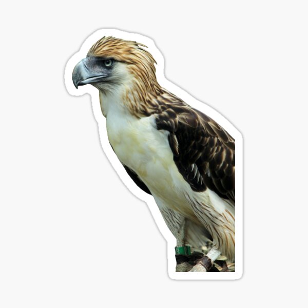 "Philippine Eagle" Sticker for Sale by BlueAtlas | Redbubble