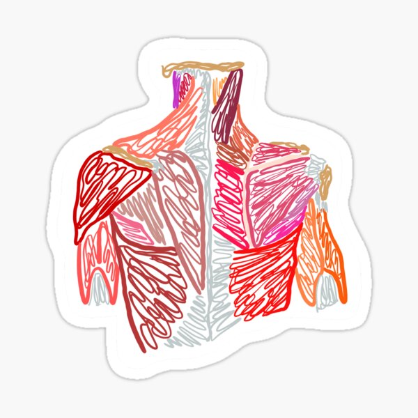 "Upper muscles - Posterior Anatomy" Sticker by halletthorses | Redbubble