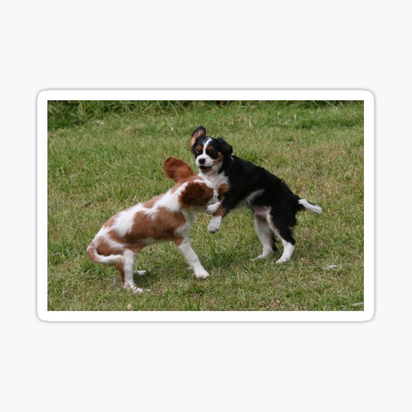 "Puppies At Play" Sticker by JennyB | Redbubble