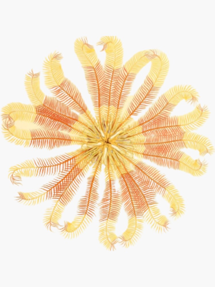 "Crinoids Sea Creatures Illustration" Sticker for Sale by MyFreshPrints ...