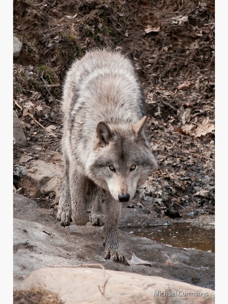 "Timber Wolf" Sticker for Sale by jaydee1400 | Redbubble