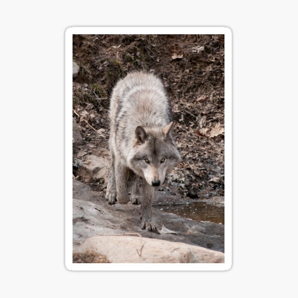 "Timber Wolf" Sticker for Sale by jaydee1400 | Redbubble