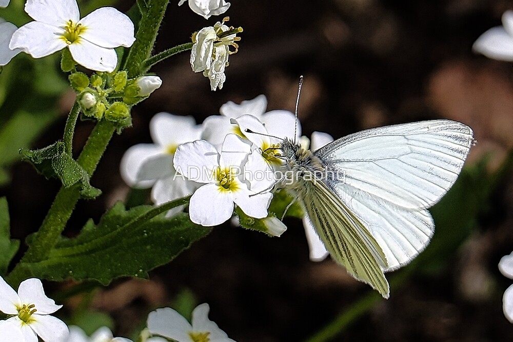 "Arctic White Butterfly" by ADM Photography | Redbubble