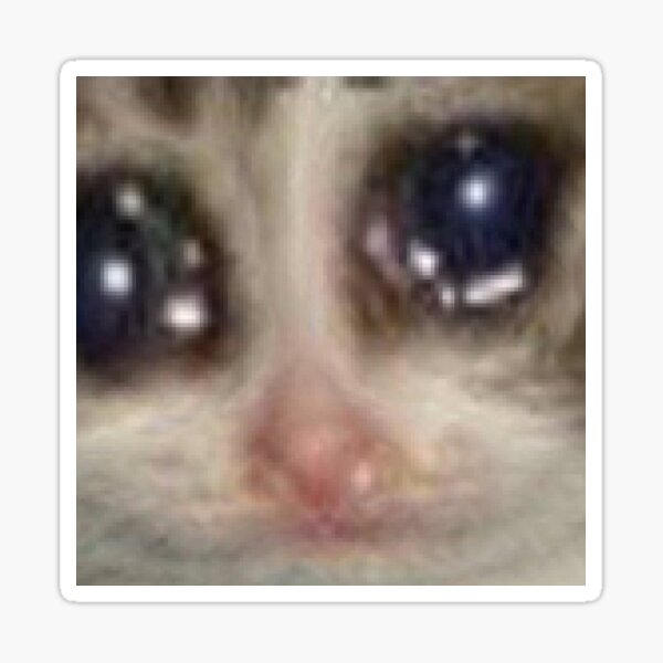 "please cat meme" Sticker for Sale by follieaduex | Redbubble