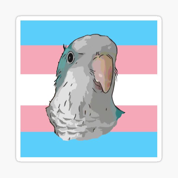 "Ori Trans Pride (Quaker parrot)" Sticker for Sale by Sentoki | Redbubble