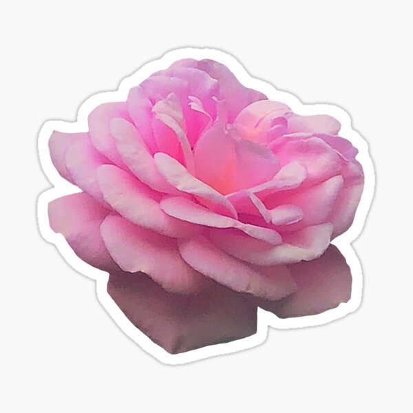 "Pink Rose stickers - pastel - colorful - cute" Sticker for Sale by ...