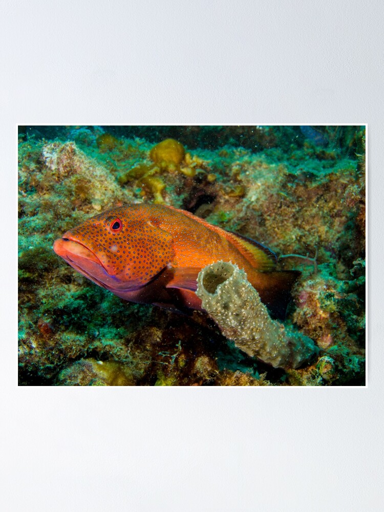 " coney grouper, " Poster for Sale by bluewatercomve | Redbubble