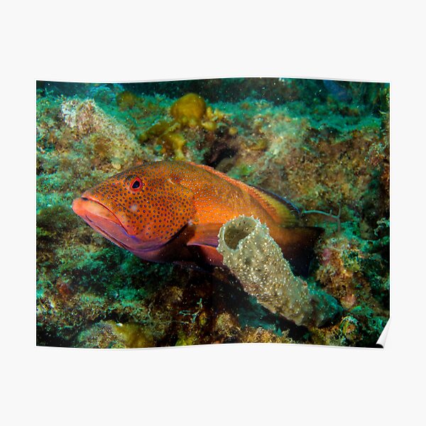 " coney grouper, " Poster for Sale by bluewatercomve | Redbubble