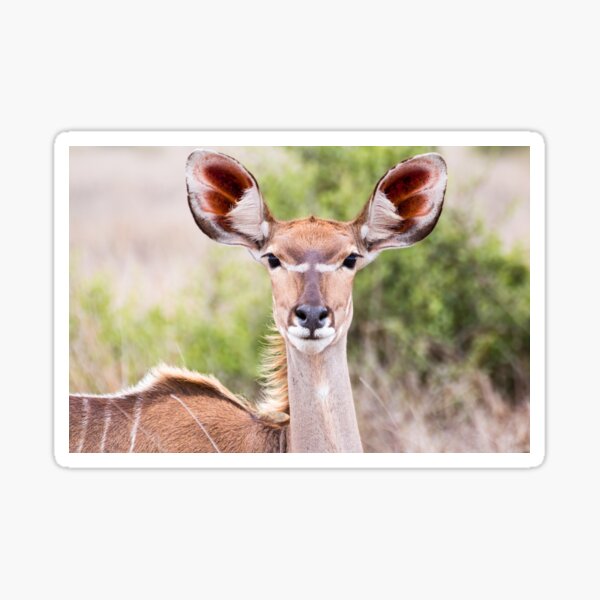 "Female Kudu Portrait - Krüger National Park" Sticker for Sale by ...