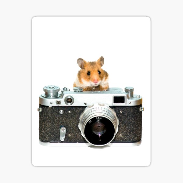 "Funny Hamster Staring Memes " Sticker for Sale by CreativeTshirt1 ...