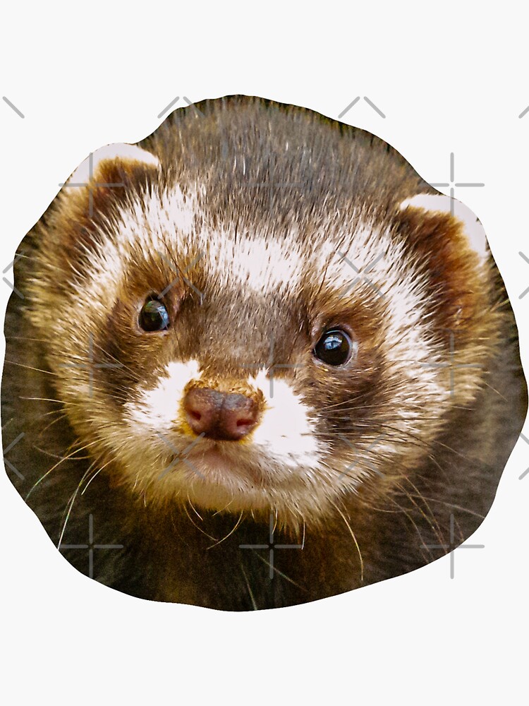 "Polecat Face" Sticker by Dalyn | Redbubble