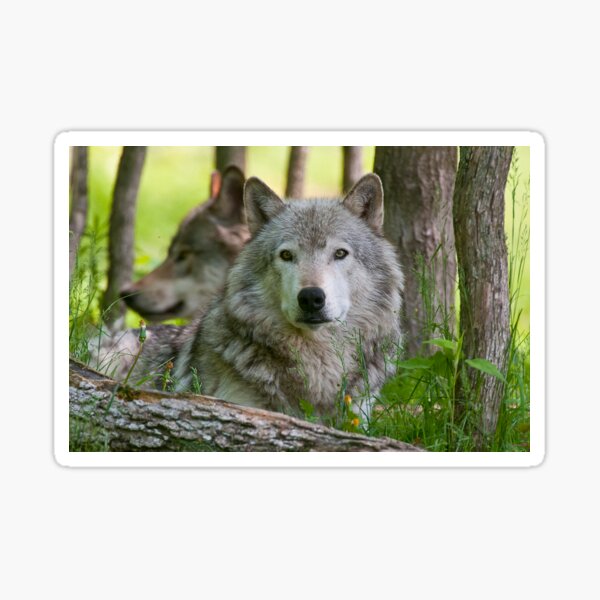 "Timber Wolf" Sticker for Sale by jaydee1400 | Redbubble