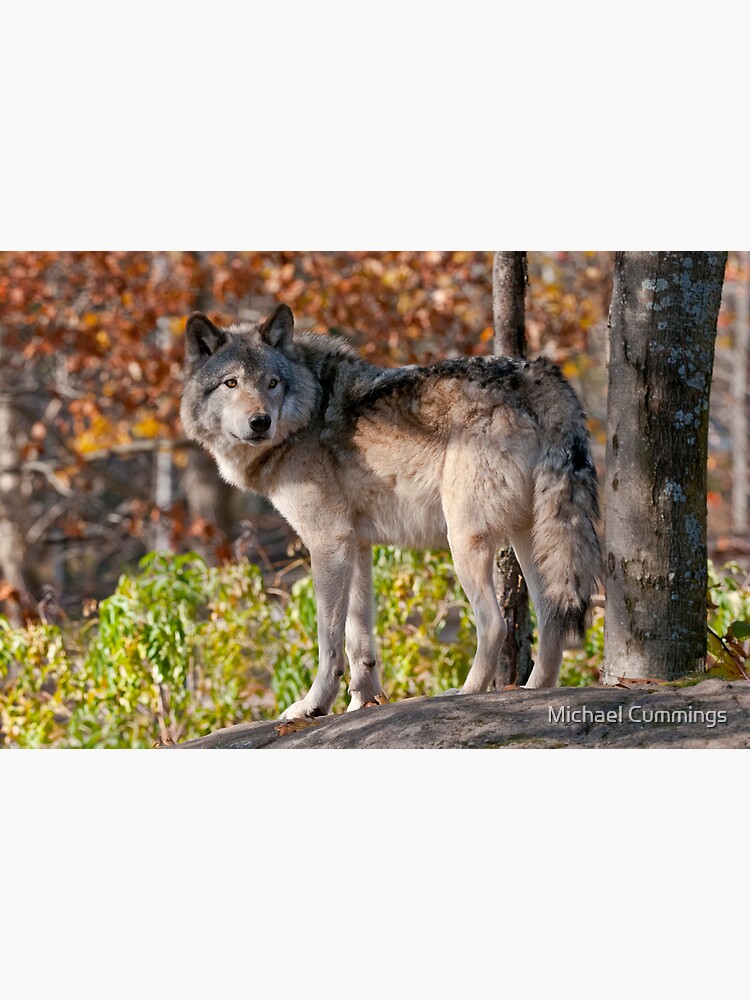 "Timber Wolf" Sticker for Sale by jaydee1400 | Redbubble