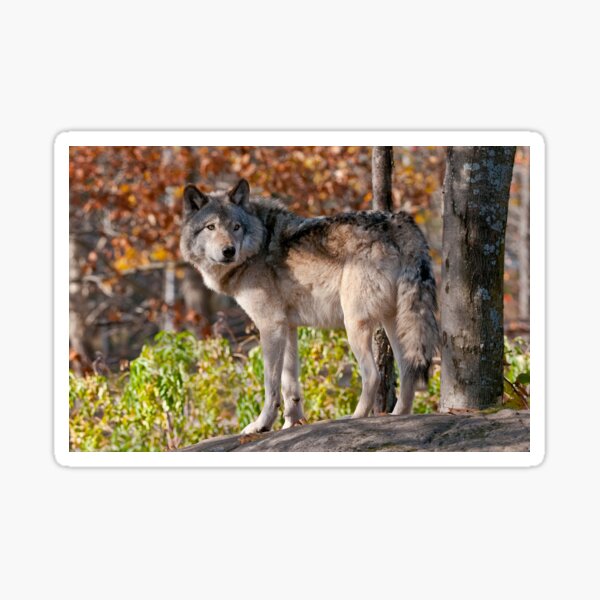 "Timber Wolf" Sticker for Sale by jaydee1400 | Redbubble