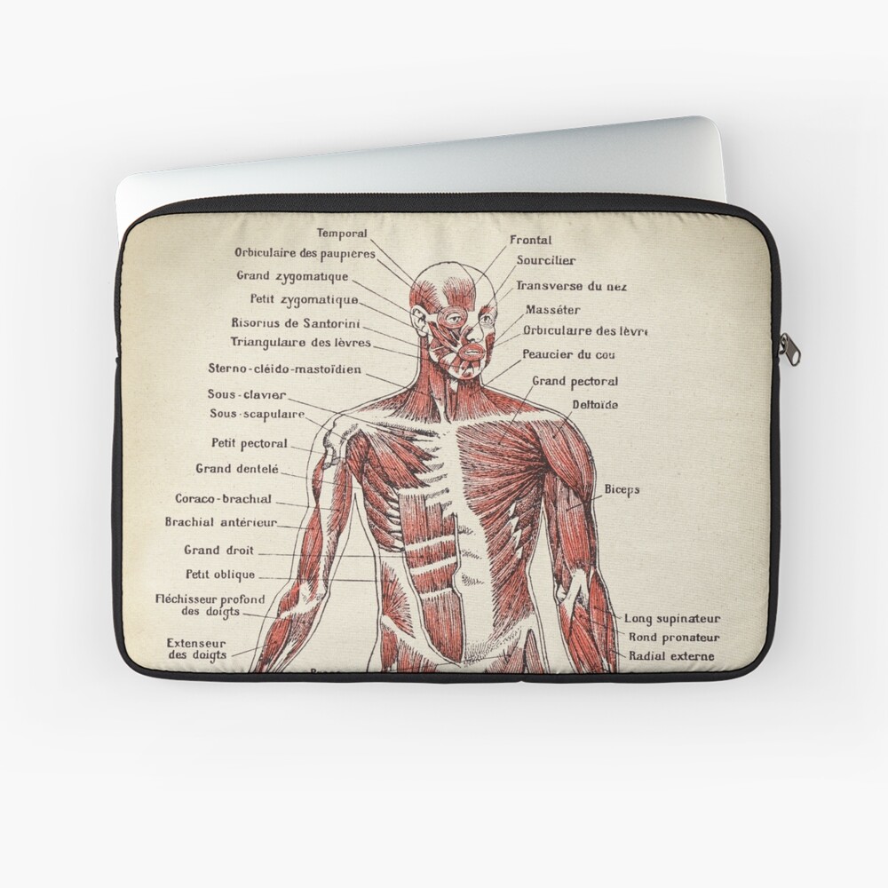 "Anatomy Muscles chart, text in french" Art Board Print for Sale by ...
