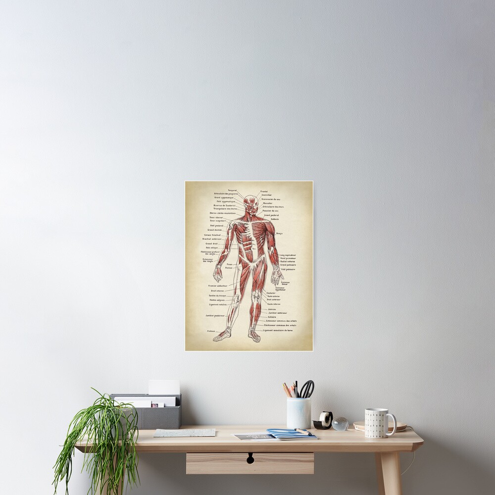 "Anatomy Muscles chart, text in french" Art Board Print for Sale by ...