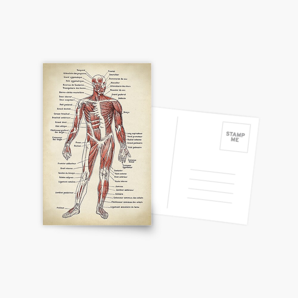 "Anatomy Muscles chart, text in french" Art Board Print for Sale by ...