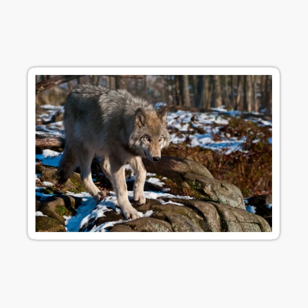 "Timber Wolf" Sticker for Sale by jaydee1400 | Redbubble