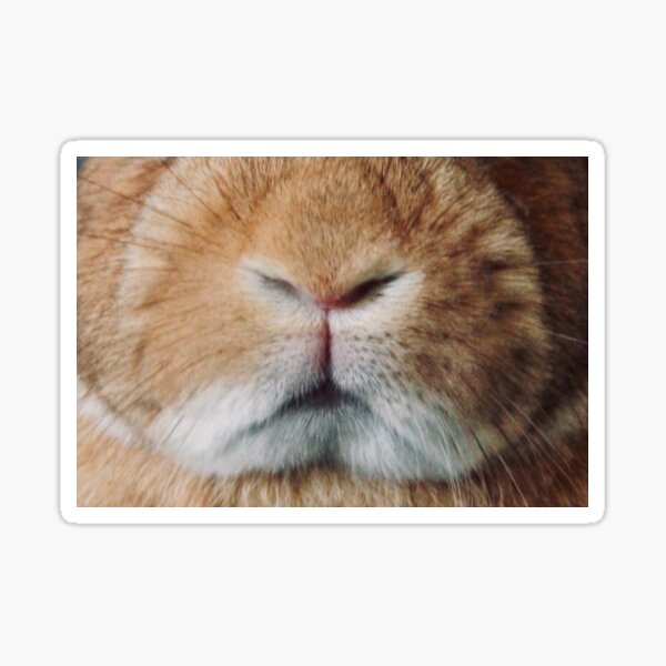 "cute bunny face realistic mask" Sticker for Sale by Ashi17 | Redbubble