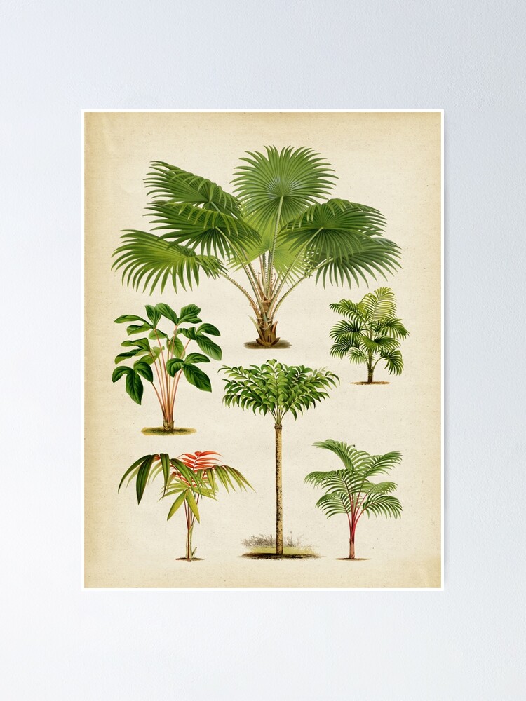 "Palm tree chart" Poster by LeAllureVintage | Redbubble