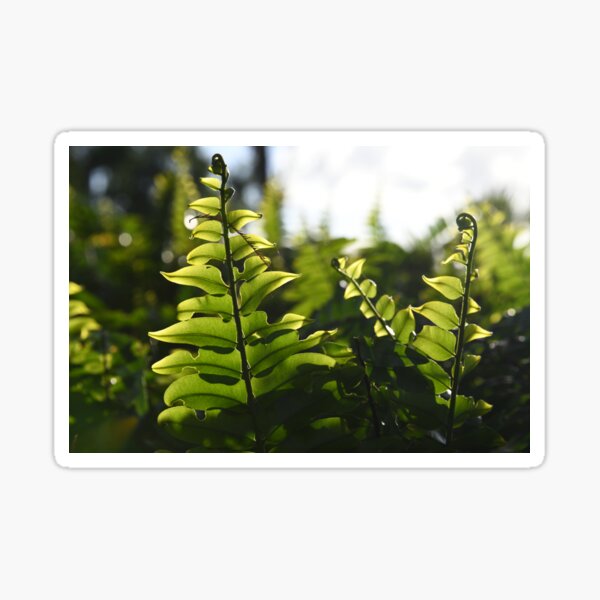 "Fern" Sticker for Sale by NanaPhoto07 | Redbubble
