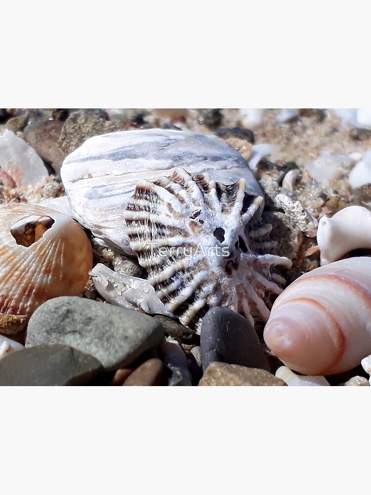 "Sea Shell Sun Face" Poster for Sale by TerryArts | Redbubble