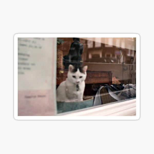 "Cat in the window" Sticker by FranMooreFoto | Redbubble