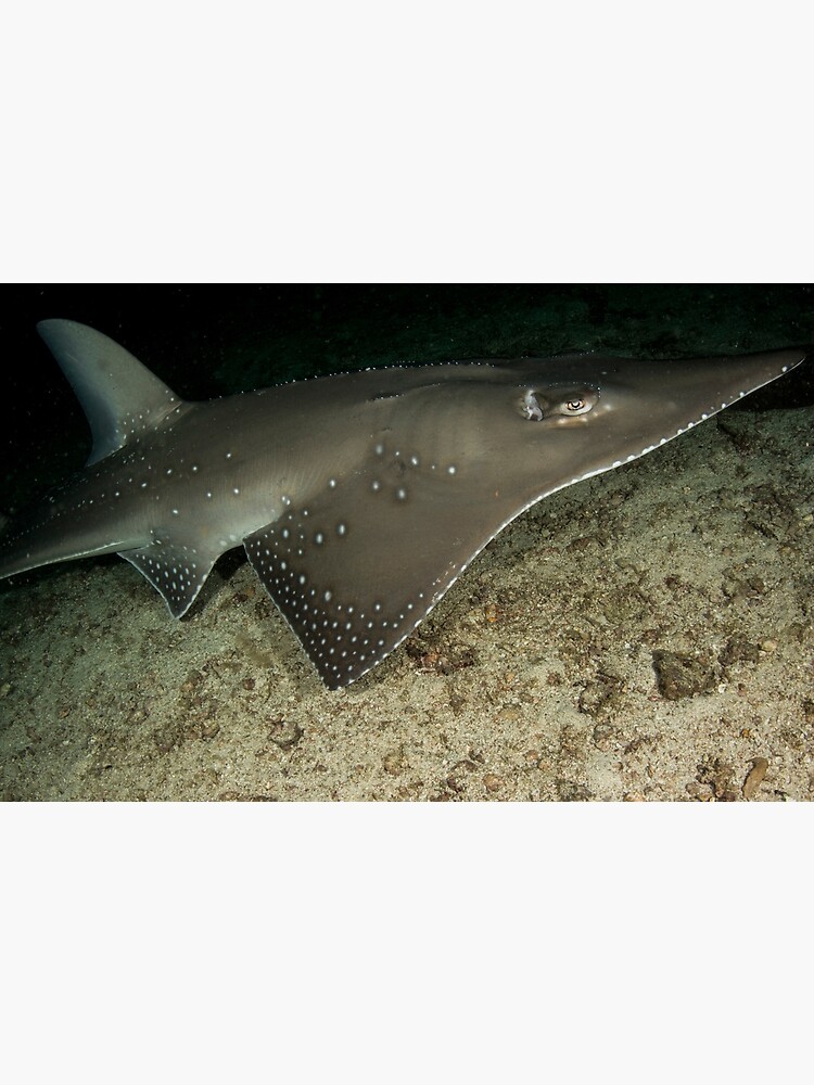 "Guitar Shark aka Shovel Nosed Ray " Poster by Johnboyimages | Redbubble