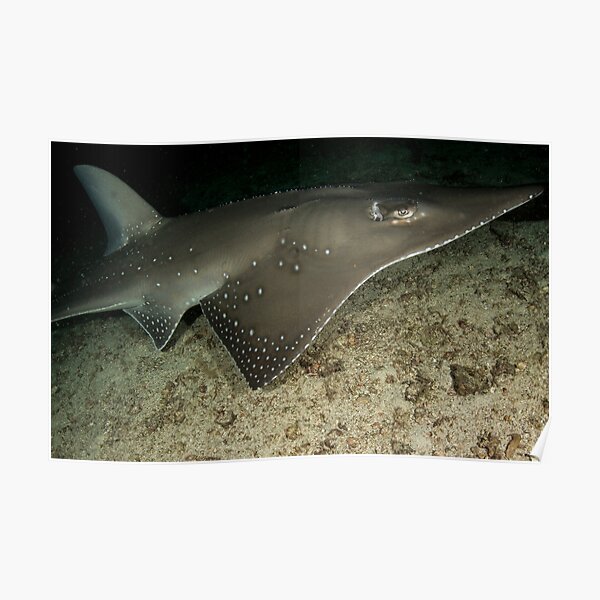 "Guitar Shark aka Shovel Nosed Ray " Poster by Johnboyimages | Redbubble