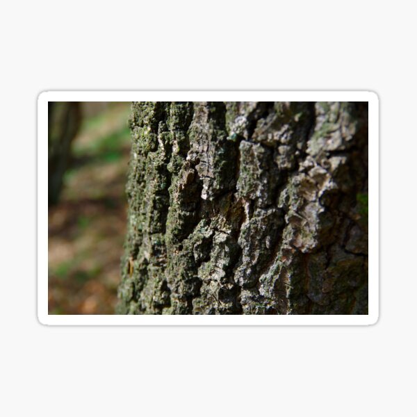 "Oak bark" Sticker for Sale by Treemonk | Redbubble