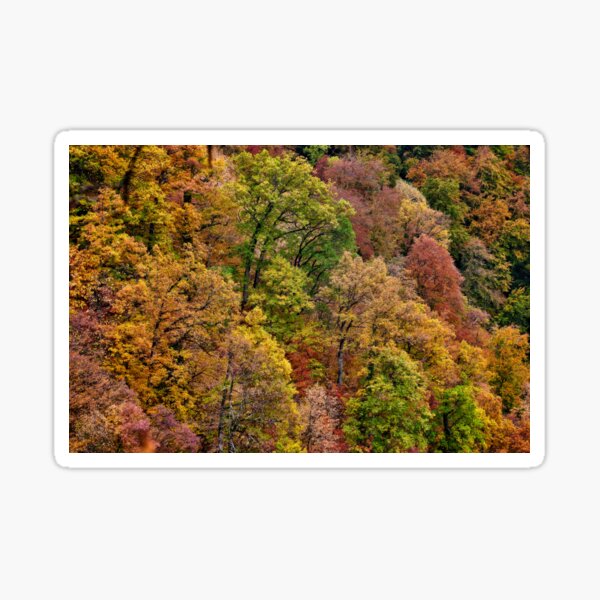 "Abstract nature fall foliage" Sticker for Sale by Qwerty1983 | Redbubble