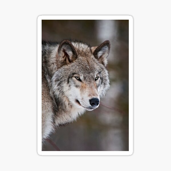 "Grey Wolf" Sticker for Sale by jaydee1400 | Redbubble