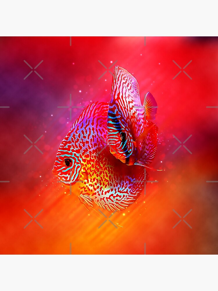 "Discus Fish" Poster for Sale by GFishy | Redbubble