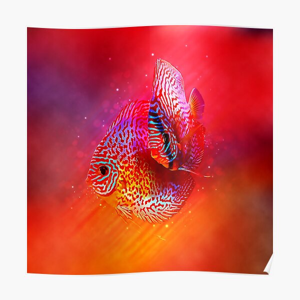 "Discus Fish" Poster for Sale by GFishy | Redbubble