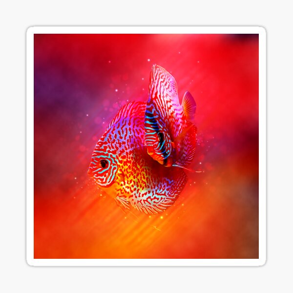 "Discus Fish" Sticker by GFishy | Redbubble