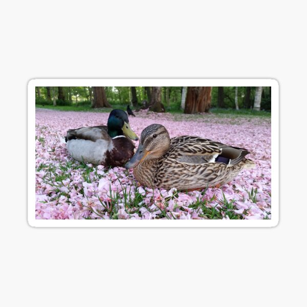 "The Quacky Couple" Sticker for Sale by TerriWatson | Redbubble